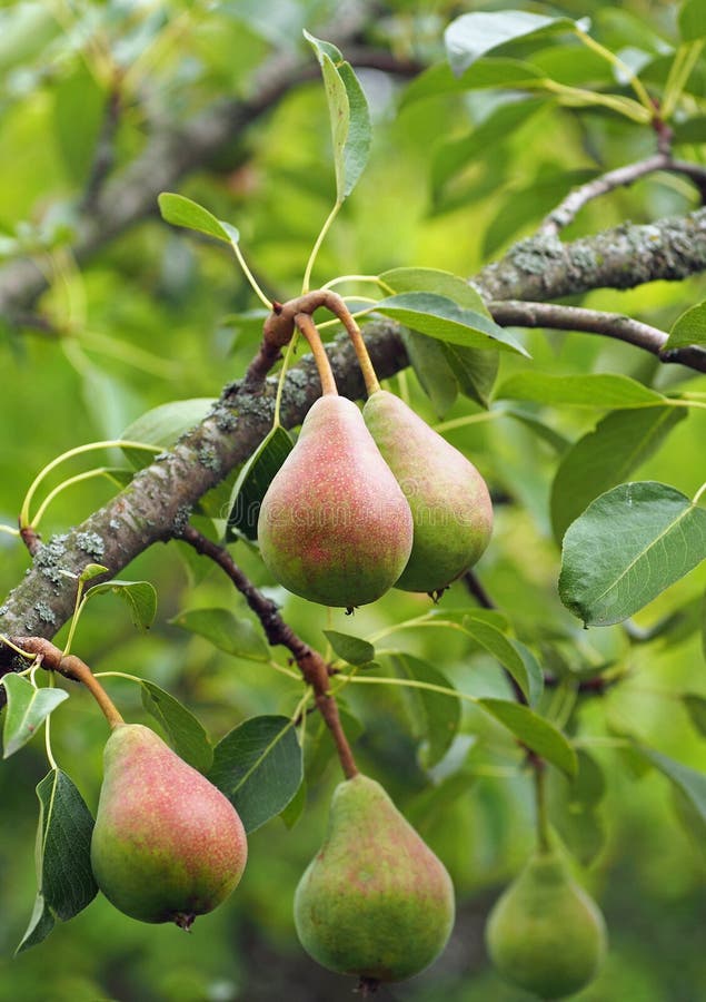 Ripening Pears on a Tree in the Garden on the Farm. Organic Farming ...