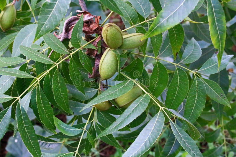 Ripening Pecan Nuts on a Tree Stock Image - Image of background, fresh ...