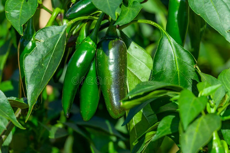 A Ripening of Pepper Fruits among Green Foliage in a Greenhouse on a ...