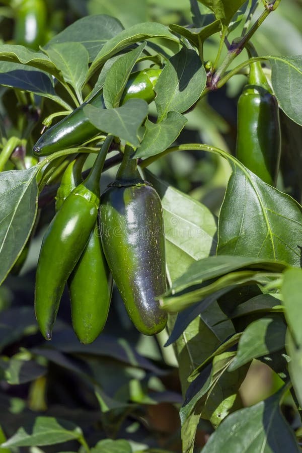 A Ripening of Pepper Fruits among Green Foliage in a Greenhouse on a ...