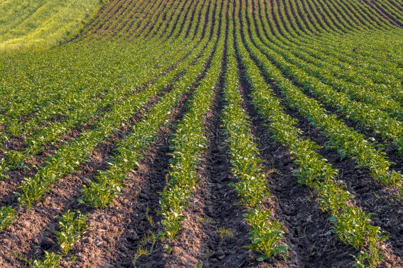 Ripening Planted Potato Field Stock Photo - Image of field, growth ...