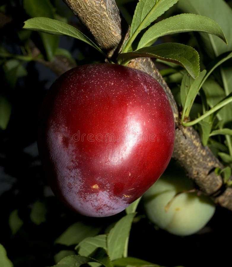 Ripening plum stock image. Image of healthy, food, ripe - 5972631
