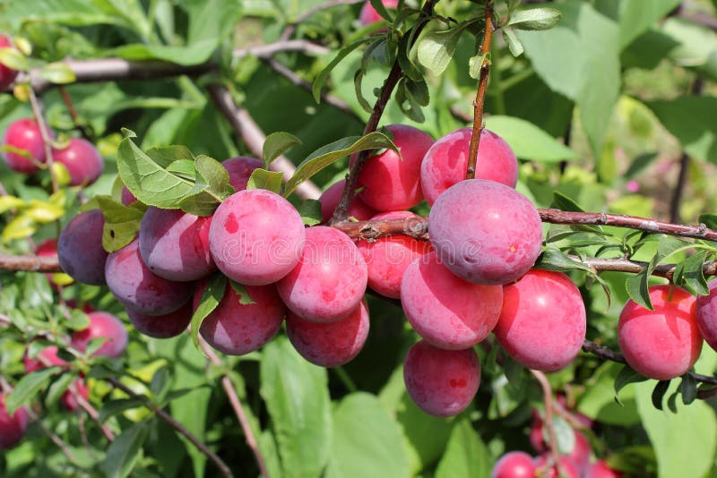 Ripening plums on tree stock photo. Image of plums, leaves - 50812560