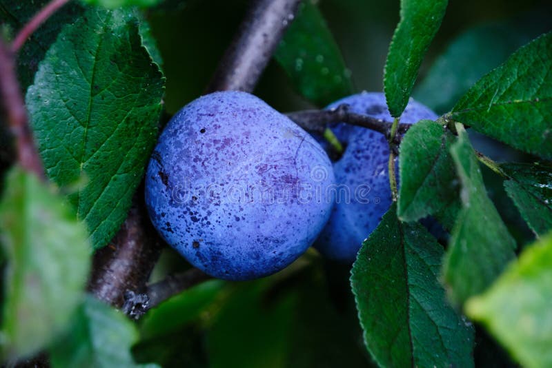 Ripening Prune Fruits Growing Branch Stock Image - Image of nature ...
