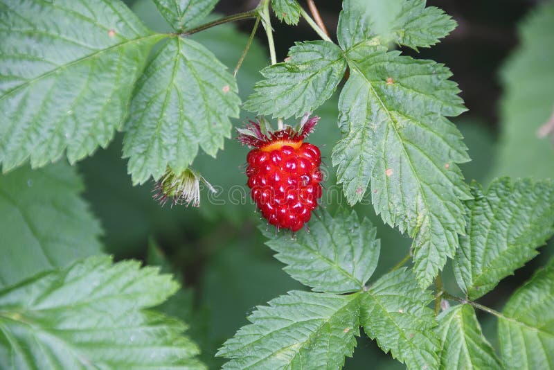 Ripening Red Blackberry stock photo. Image of food, nature - 71647850