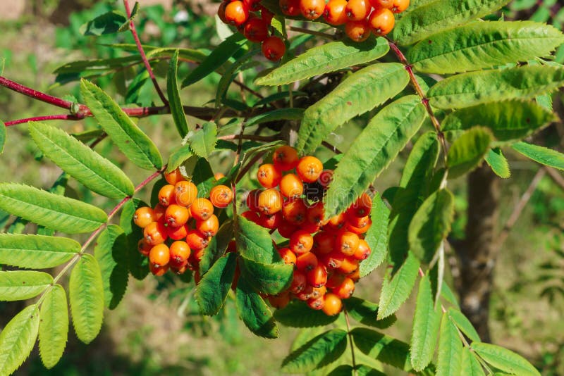 Ripening Red Bunches of Mountain Ash on a Tree Stock Image - Image of ...