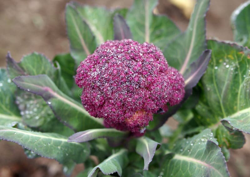 Ripening Red Cauliflower in Dew Drops Stock Image - Image of closeup ...