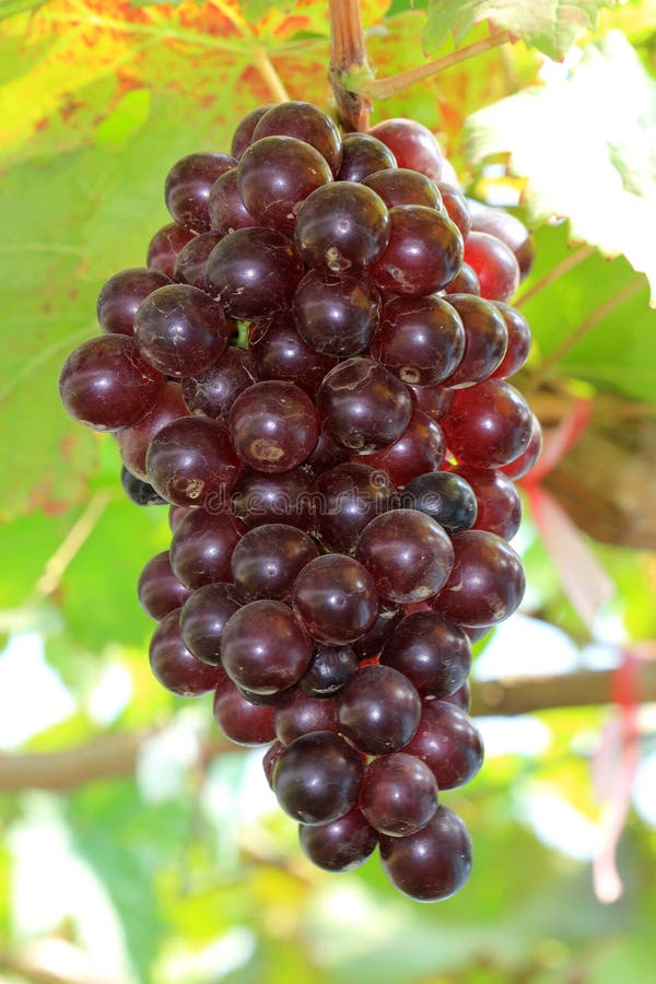 Ripening red grape stock photo. Image of grapevine, fruit - 37633302