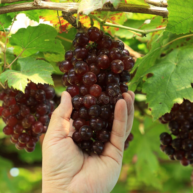 Ripening red grape stock image. Image of bunch, colorful - 37890769