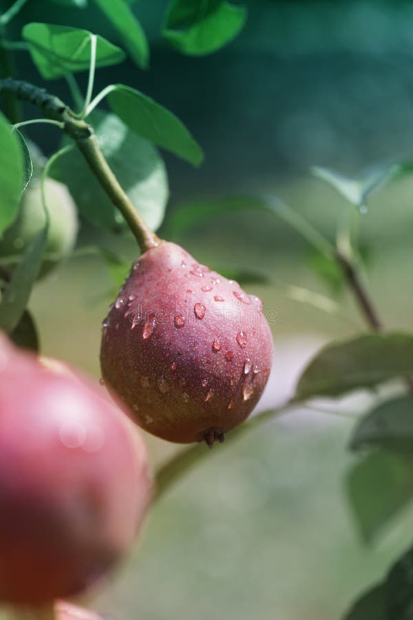 Ripening Red Pear with Water Drops Stock Photo - Image of foliage ...