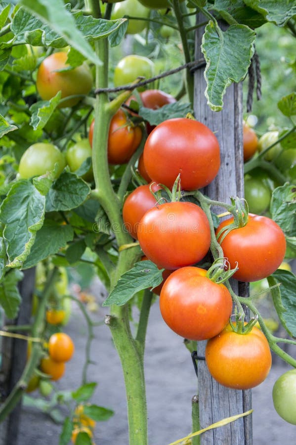 Ripening Red Tomatoes in Garden, Ready To Harvest Stock Image - Image ...