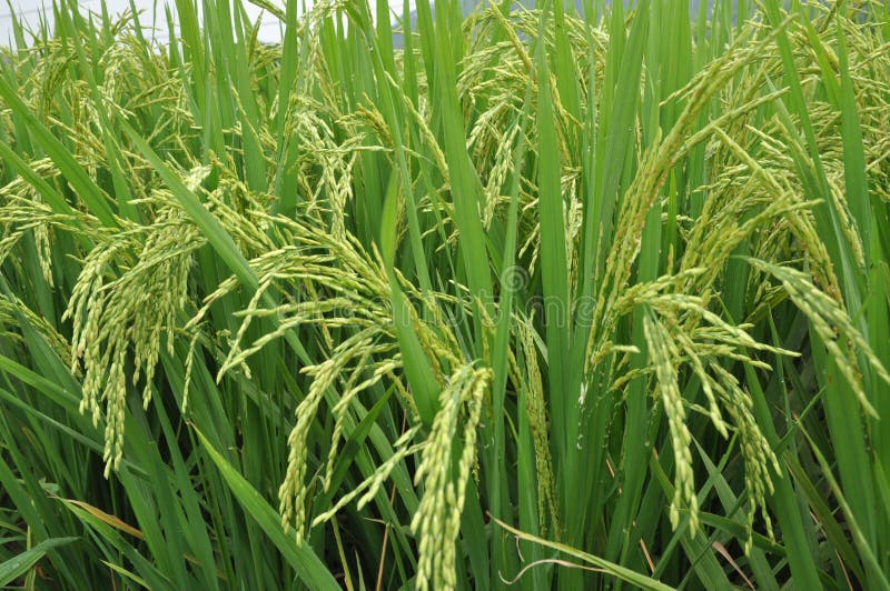 Ripening rice stock photo. Image of scene, growth, nature - 16568956