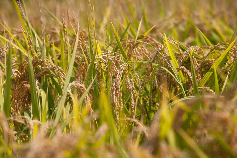Ripening Rice Grown in Rural Fields Stock Photo - Image of fragrant ...