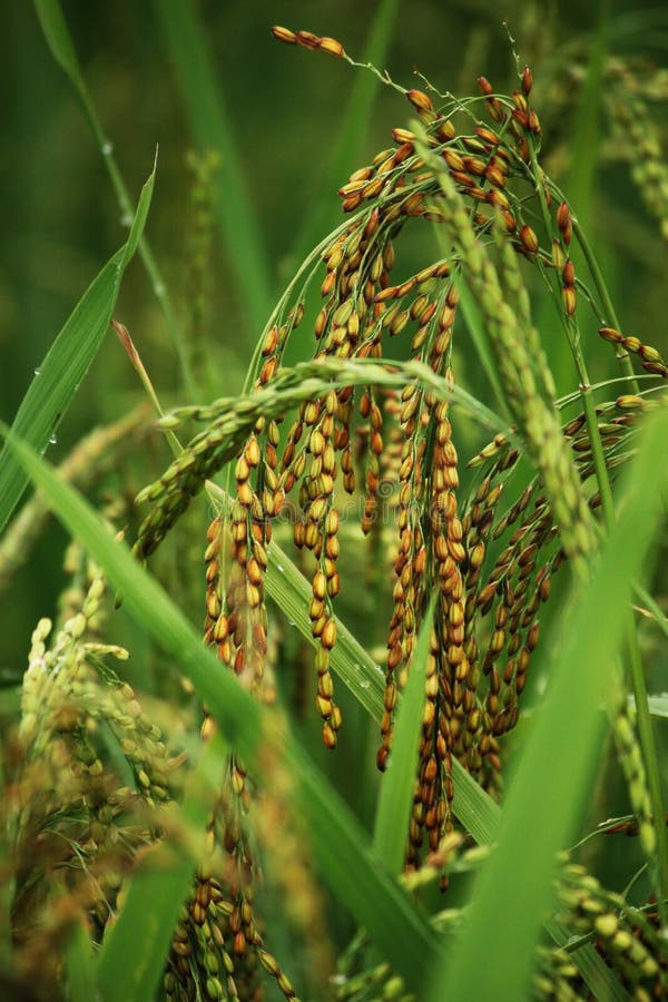 Stalk of Ripening Rice Paddy Ears Stock Image - Image of rice ...