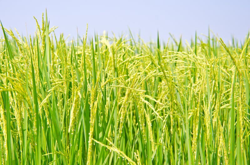 Ripening rice stock image. Image of leaves, closeup, farmland - 31535889