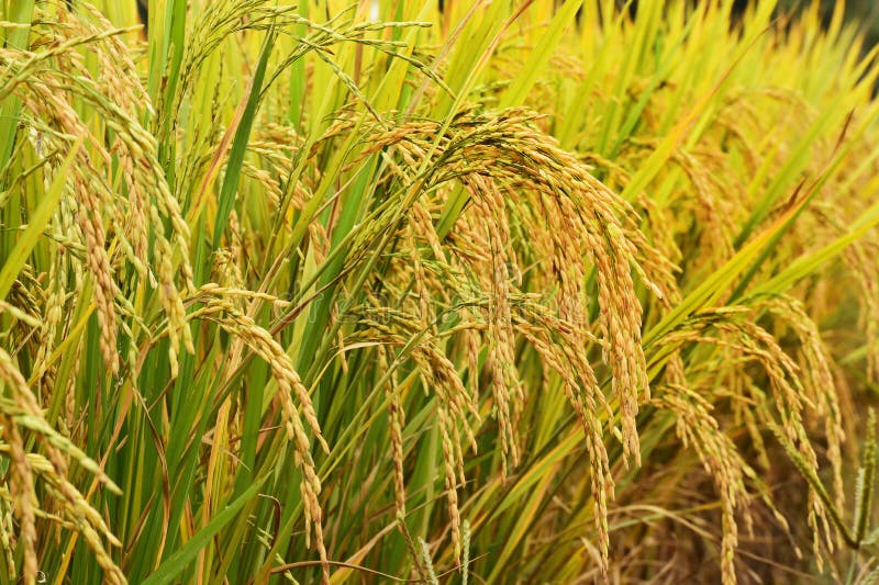 Ripening Rice in a Paddy Field Stock Image - Image of asia, cereal ...