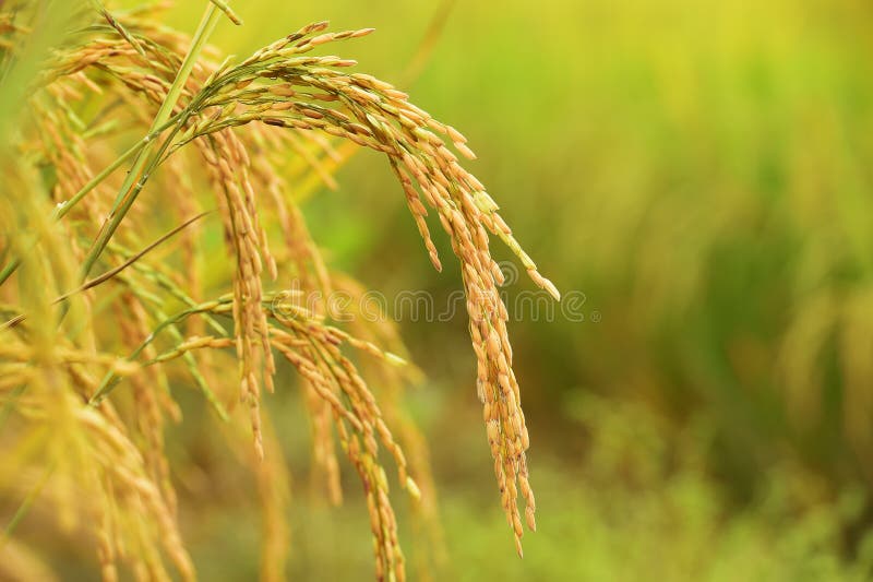 Ripening Rice in a Paddy Field Stock Image - Image of agriculture ...