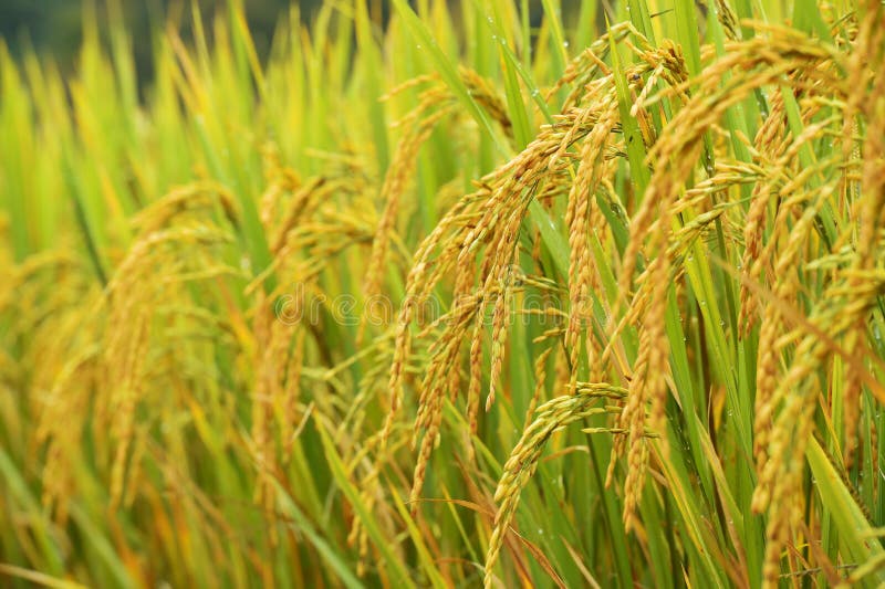 Ripening Rice in a Paddy Field Stock Image - Image of golden, food ...