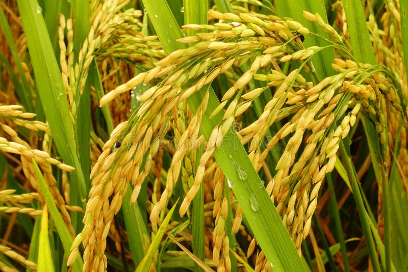 Ripening Rice in a Paddy Field Stock Image - Image of macro, grow: 64055807