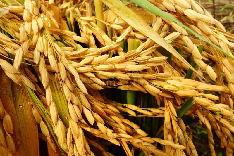 Ripening Rice in a Paddy Field Stock Photo - Image of macro ...