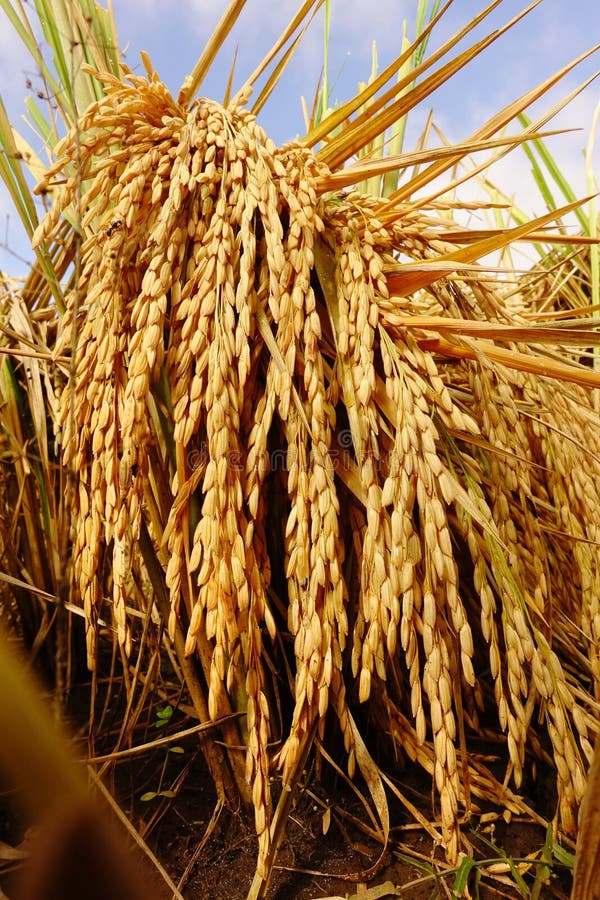 Ripening Rice in a Paddy Field Stock Photo - Image of organic ...