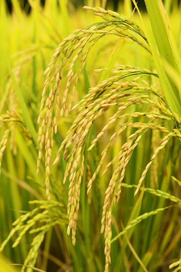 Ripening Rice in a Paddy Field Stock Photo - Image of gold, asian: 64277702