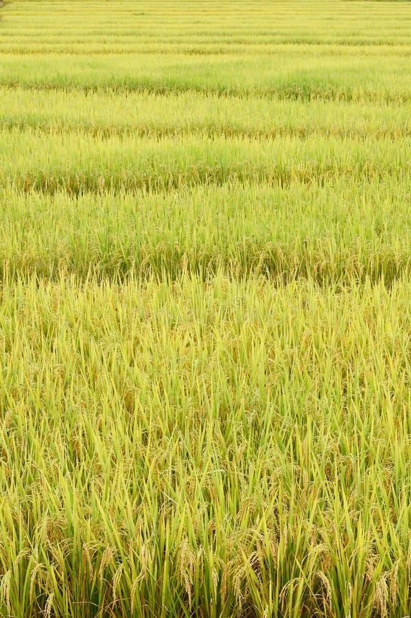 Ripening Rice in a Paddy Field Stock Photo - Image of gold, asian: 64277702