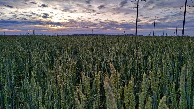 Ripening Rye Under the Dawn Sky Stock Photo - Image of green, majestic ...
