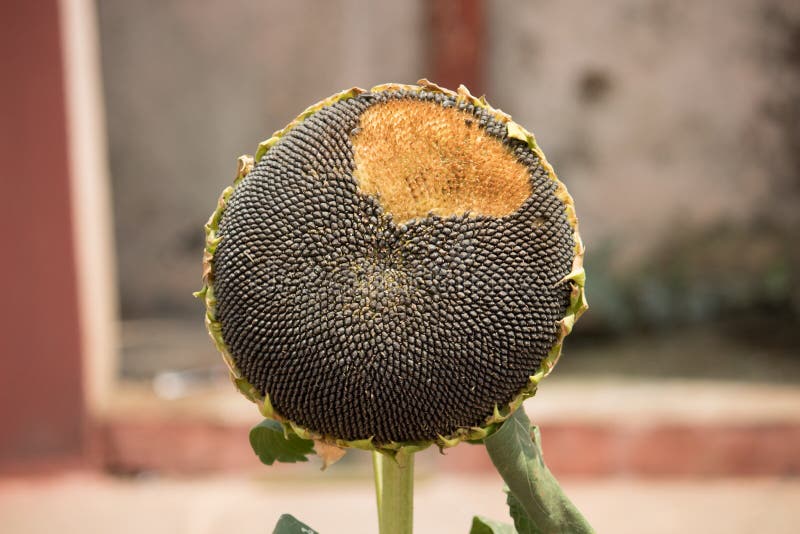 Ripening Seed Head of Flower in the Garden Stock Image - Image of fresh ...