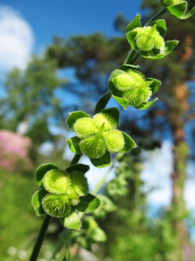 Ripening Seeds Lungwort (Pulmonaria) Stock Image - Image of plants ...