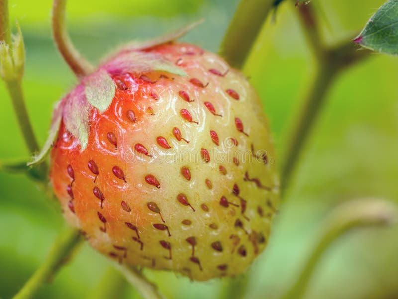Ripening strawberry stock image. Image of fresh, farming - 55695159
