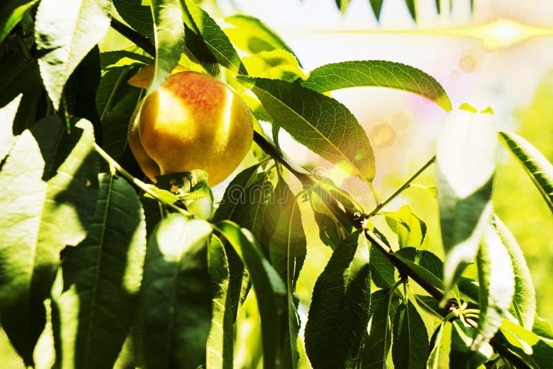 Ripening on the Tree Under the Sun Sweet Peaches Stock Photo - Image of ...