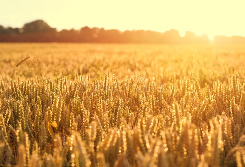Sunrise among a Wheat Fields Stock Photo - Image of cloudscape, farm ...
