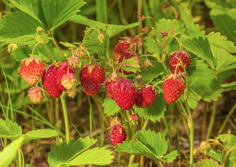 Ripening wild strawberry stock photo. Image of agriculture - 43869152