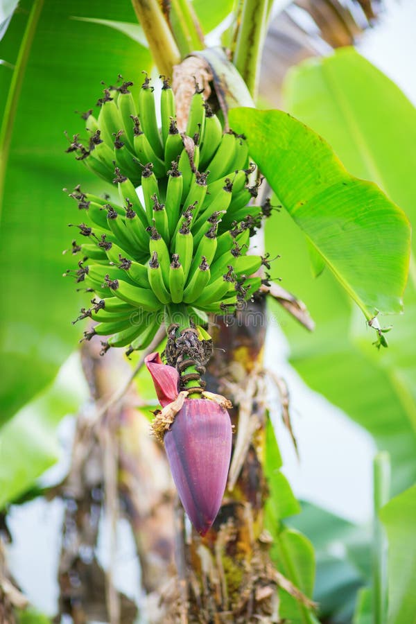 Riping bananas on a branch stock photo. Image of growth - 44012134