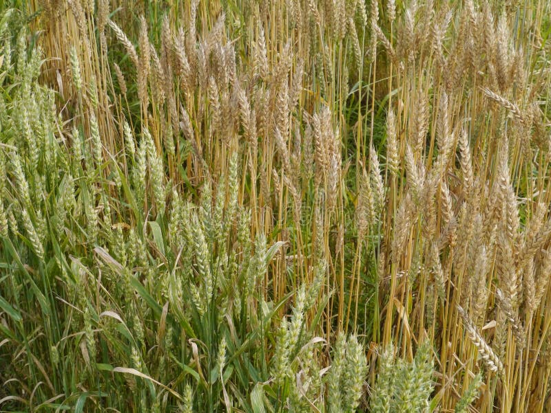 Riping grain stock image. Image of country, outside, ears - 33115515