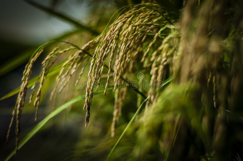 Riping Padi stock photo. Image of objects, micro, life - 92332892