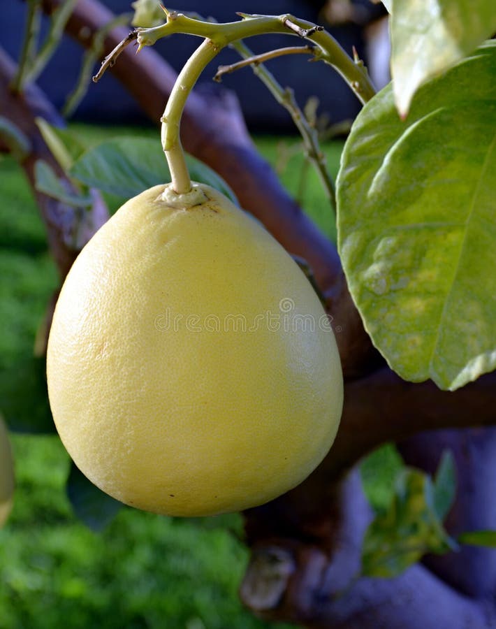 Riping yellow lemon stock image. Image of closeups, citrus - 134927521