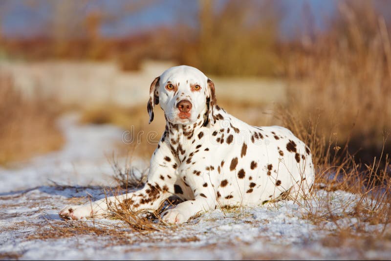 Riposarsi dalmata del cane fotografia stock. Immagine di adulto - 48405588