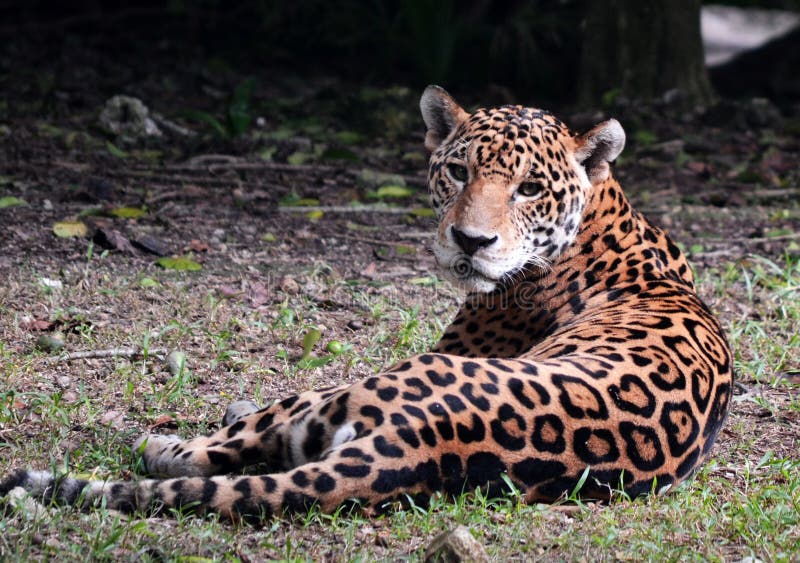 Riposarsi di Jaguar fotografia stock. Immagine di foresta - 31036066