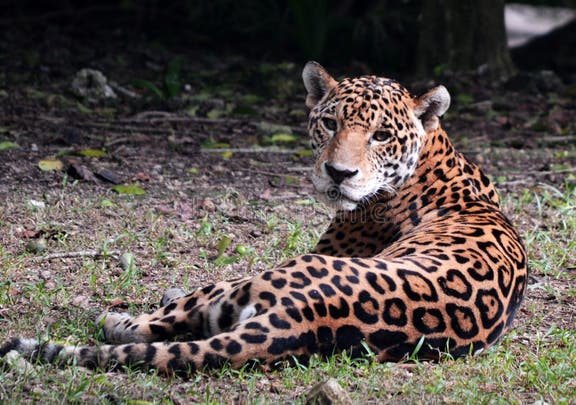 Riposarsi di Jaguar fotografia stock. Immagine di foresta - 31036066