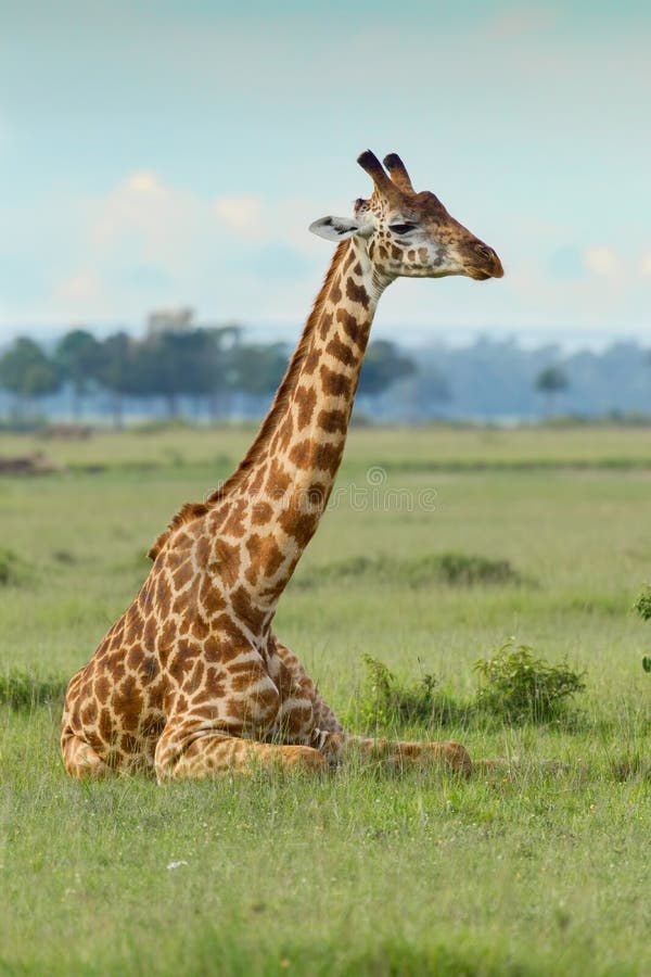 Riposarsi Masai Della Giraffa Fotografia Stock - Immagine di allarme ...