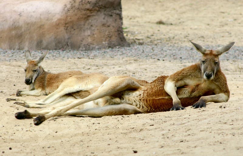 Coppie Dei Canguri Che Mangiano Nella Campagna Aperta Dell'Australia ...