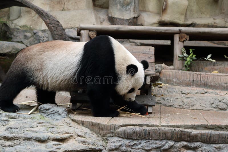 Riposo dell'orso di panda fotografia stock. Immagine di nave - 49300442