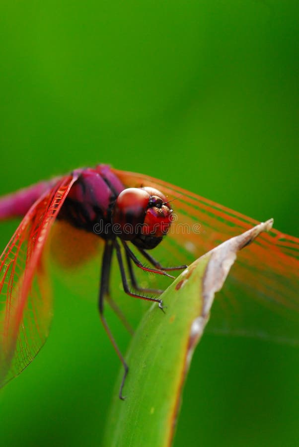 Riposo della libellula immagine stock. Immagine di animali - 5833865