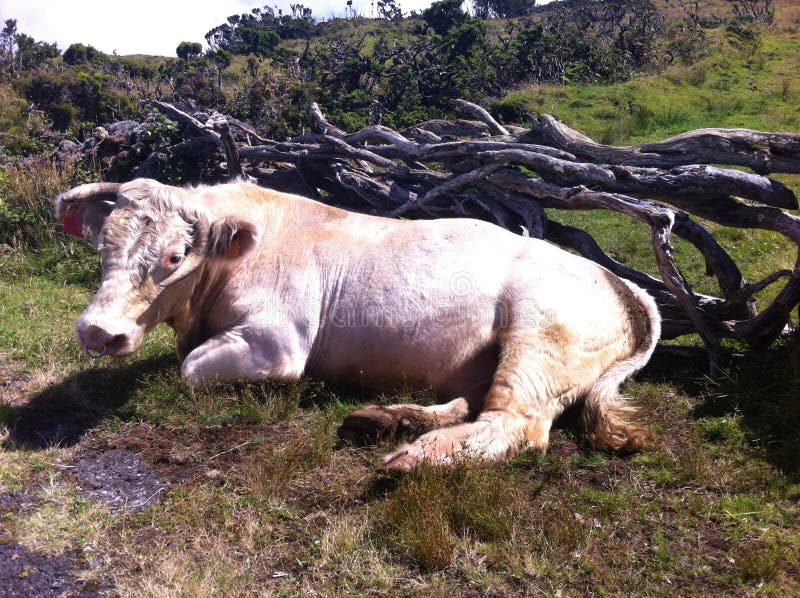 Riposo Della Mucca Del Toro Del Bue Fotografia Stock - Immagine di ...