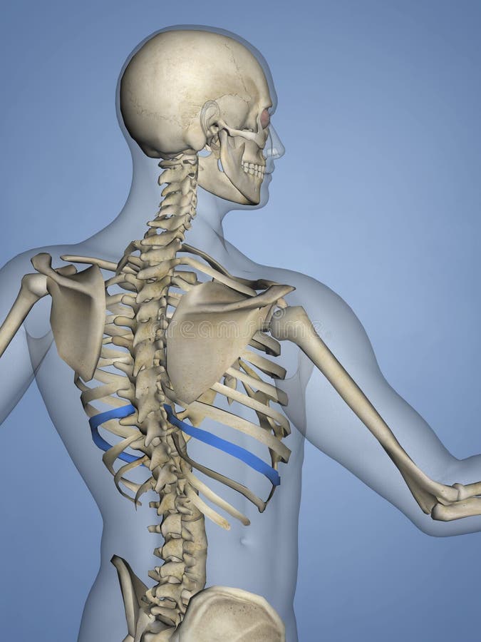 9. Rippe, Rib Cage, Modell 3D Stock Abbildung - Illustration von ...