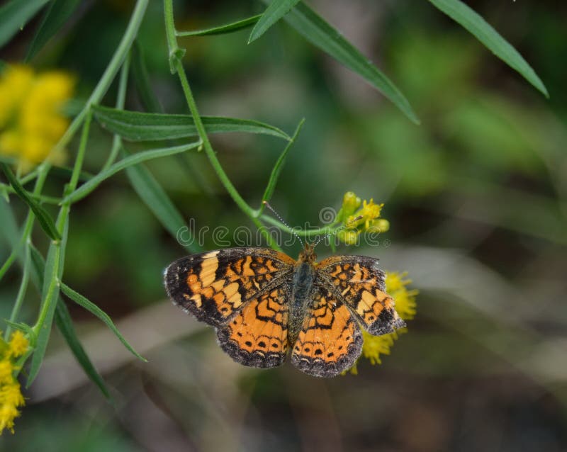 132 Injured Butterfly Stock Photos - Free & Royalty-Free Stock Photos ...