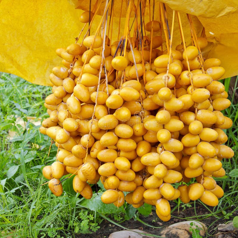 Ripped date Fruits stock photo. Image of diet, exotic - 27929696