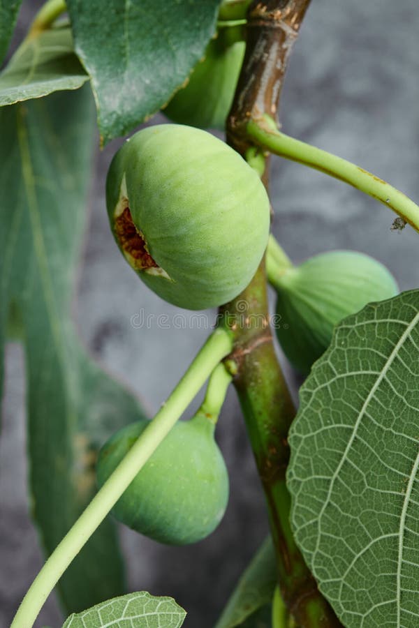 Ripped Figs on the Tree. Natural Leaf Imperfection. Selective Focus ...